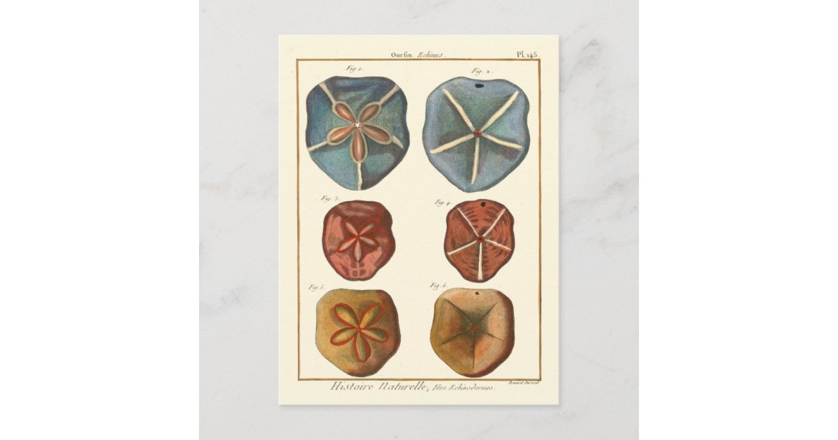 Sand Dollars Gems Postcard | Zazzle