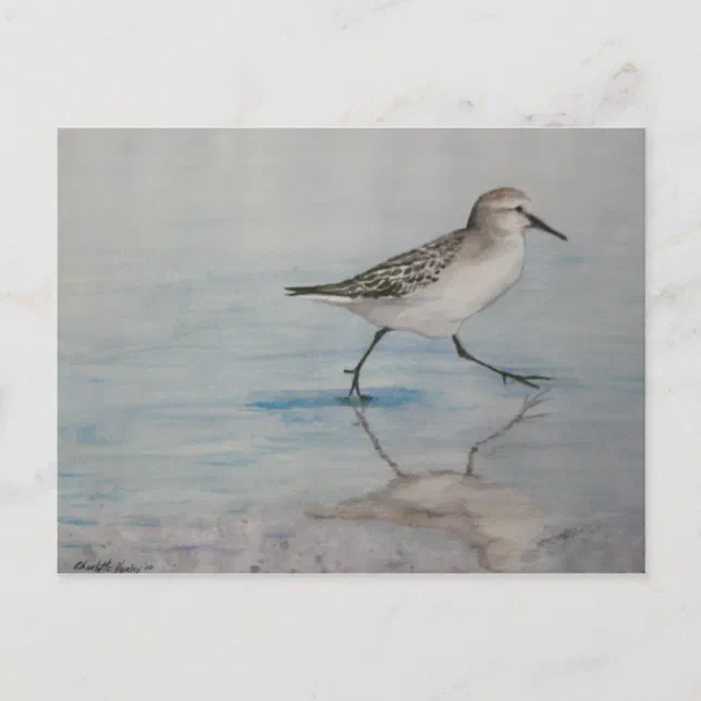 Sand Piper Bird Art Postcard | Zazzle