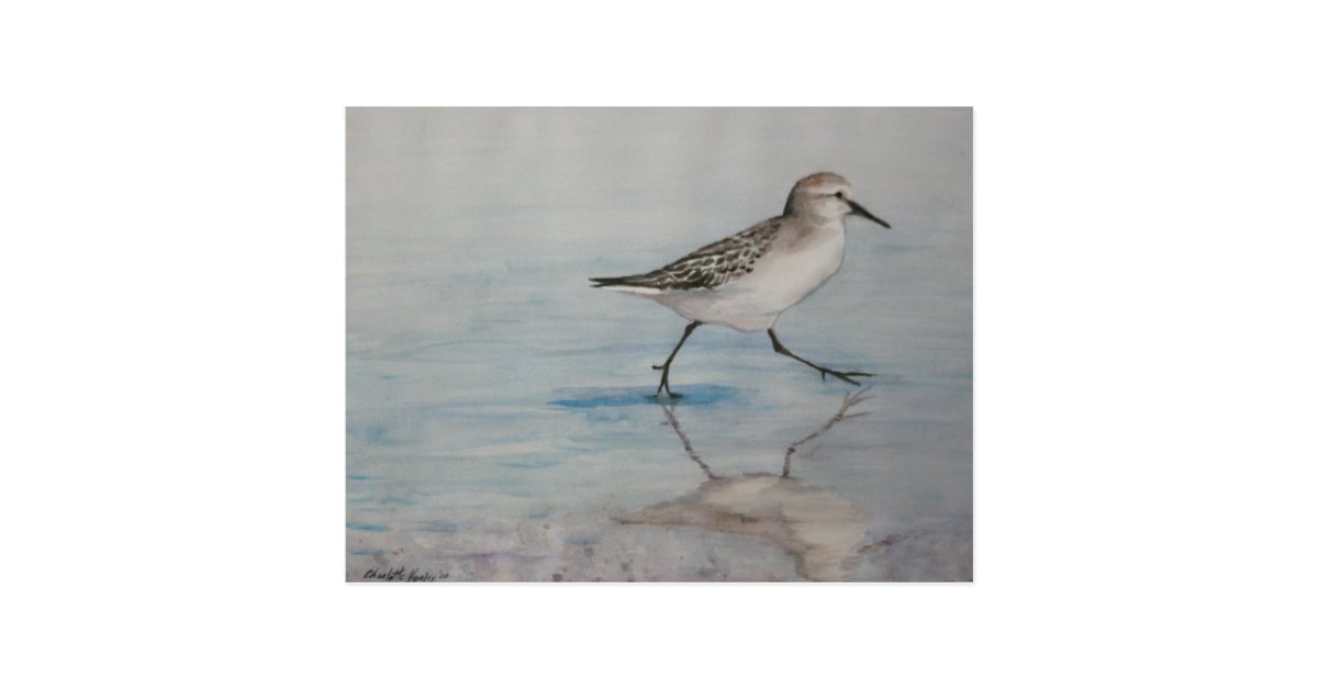 Sand Piper Bird Art Postcard | Zazzle.com