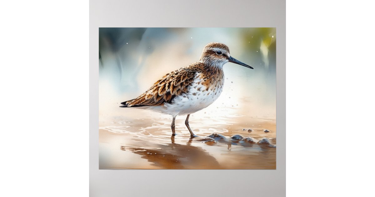 Sandpiper Bird Art Print Poster | Zazzle