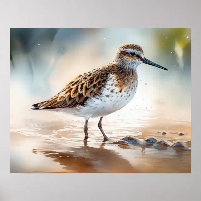 Sandpiper Bird Art Print Poster | Zazzle