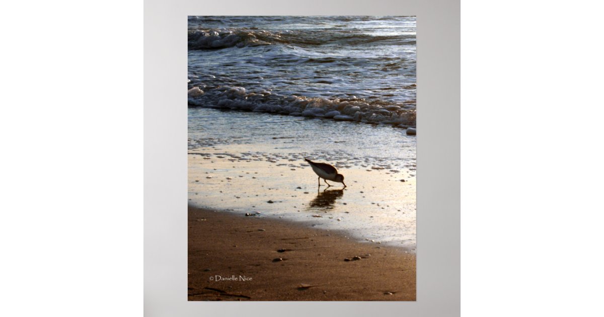 Sandpiper Poster | Zazzle