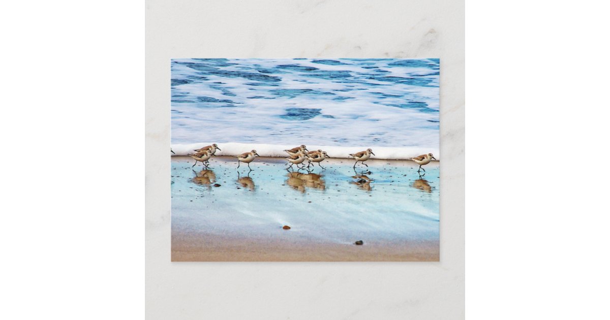 Sandpipers Running Along The Beach Postcard | Zazzle