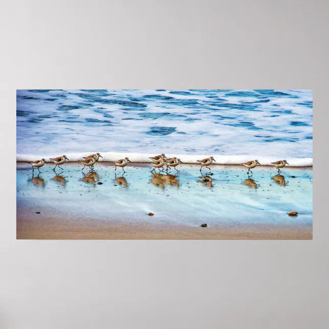 Sandpipers Running Along The Beach Poster | Zazzle