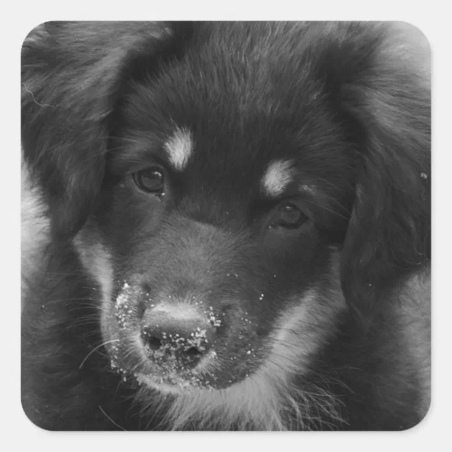 Sandy-nosed Australian Shepherd pup sticker | Zazzle