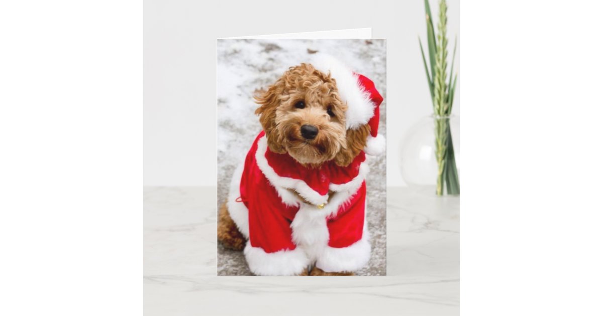 Santa Cockapoo Christmas Card | Zazzle