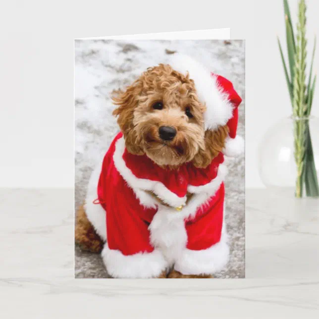 Santa Cockapoo Christmas Card | Zazzle