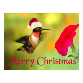 Hummingbird Christmas Cards - Greeting & Photo Cards | Zazzle