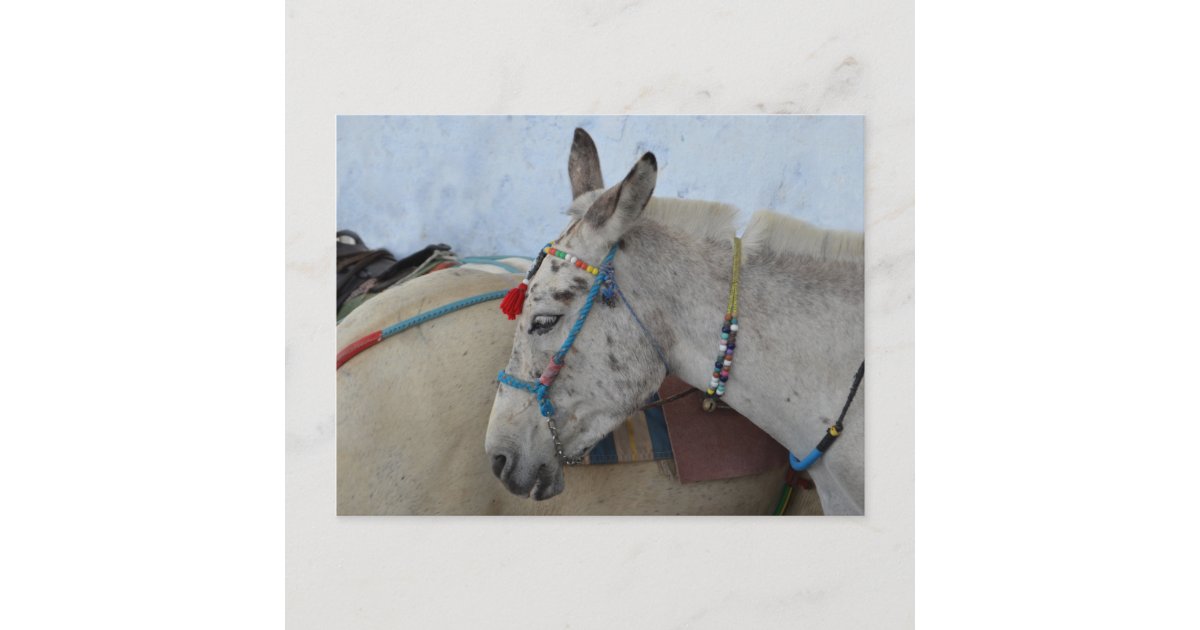 Santorini Donkey Postcard | Zazzle