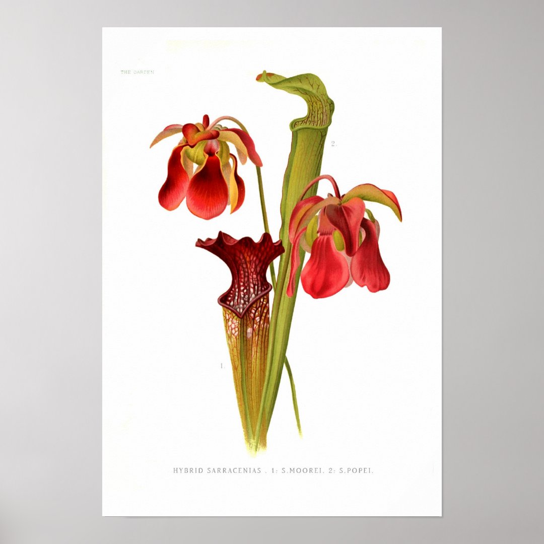 Sarracenia hybrids poster | Zazzle
