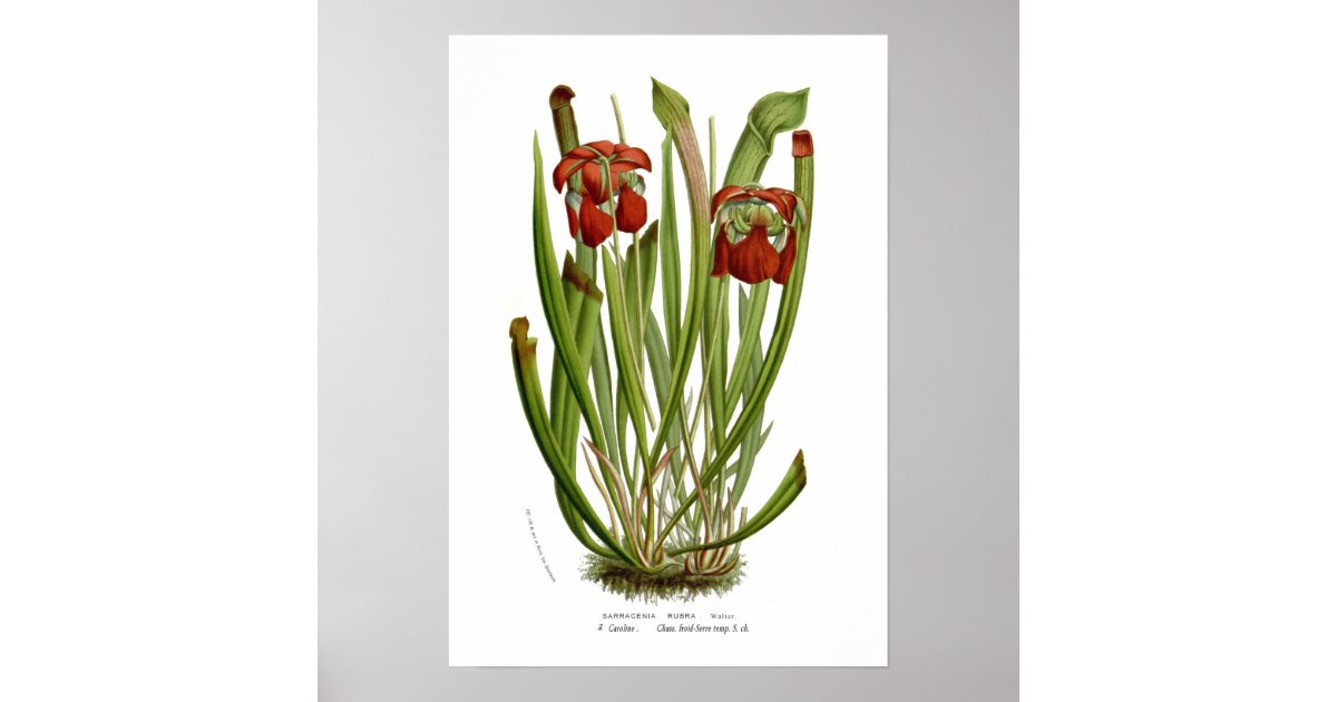 Sarracenia rubra poster | Zazzle