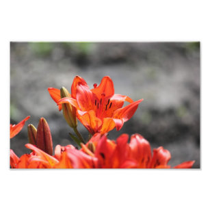 Prairie Flower Posters & Photo Prints | Zazzle