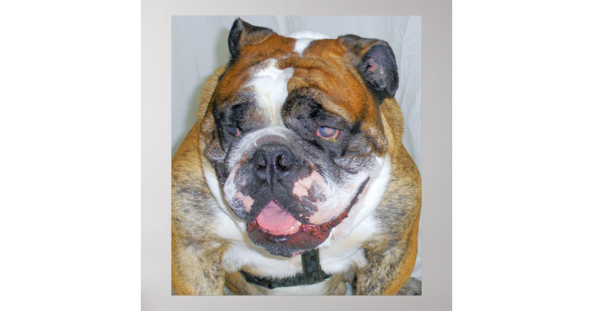 Sassydog the Bulldog Poster | Zazzle