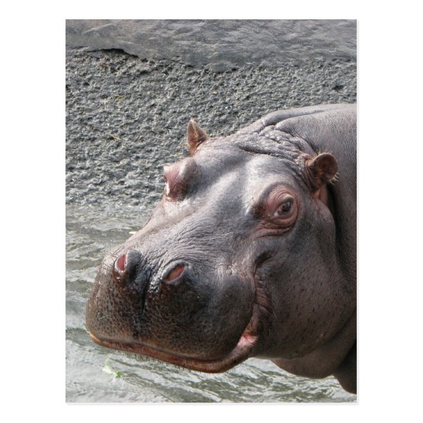 Hippo Gifts on Zazzle