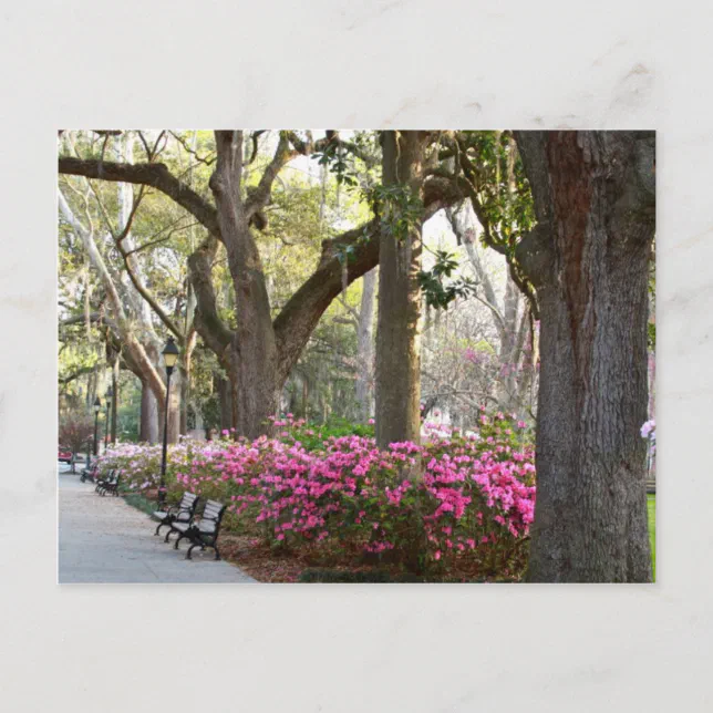 Savannah Georgia in Spring Forsyth Park Azaleas Oa Postcard | Zazzle
