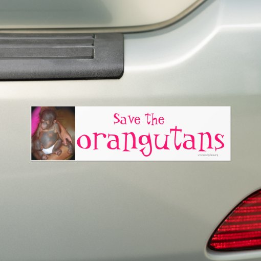 Save Endangered Species : orangutans Bumper Sticker | Zazzle