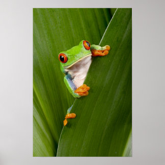 Save The Rainforest Posters, Save The Rainforest Prints, Art Prints ...
