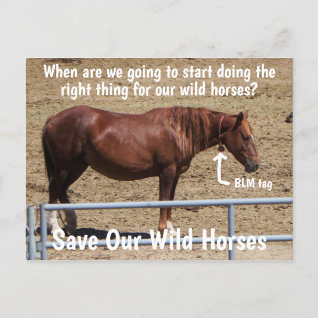 Save Our Wild Horses Campaign Postcard | Zazzle