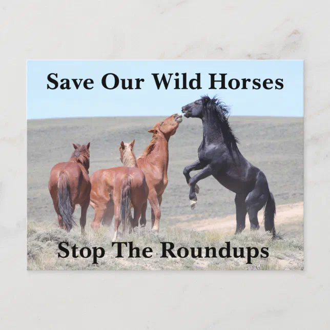 Save Our Wild Horses Postcard | Zazzle