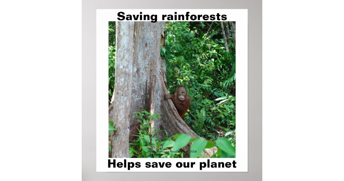 Save Rainforests Poster | Zazzle