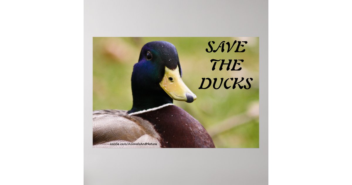 Save The Ducks Poster | Zazzle