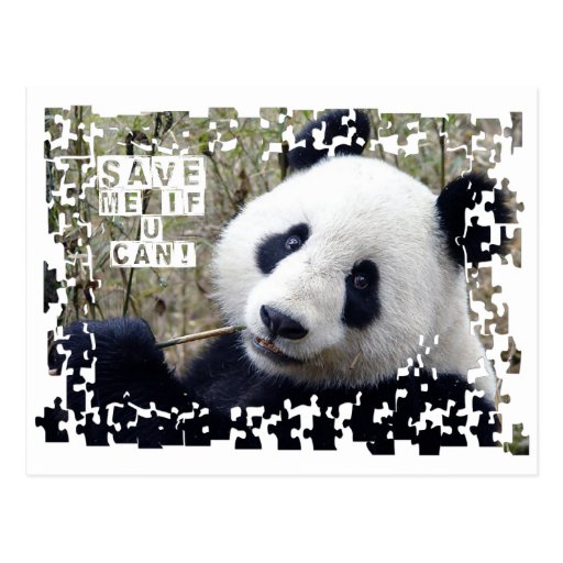 Save The Giant Panda Postcard | Zazzle