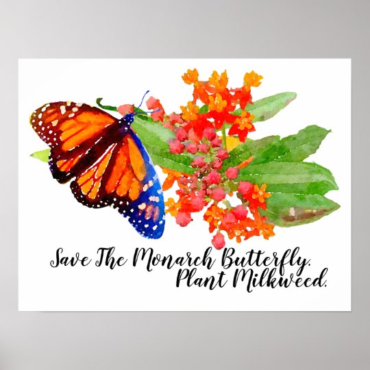 Save The Monarch Butterfly. Plant Milkweed. Poster | Zazzle.com