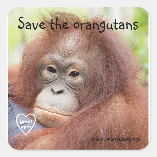 Save the Orangutans Square Sticker | Zazzle