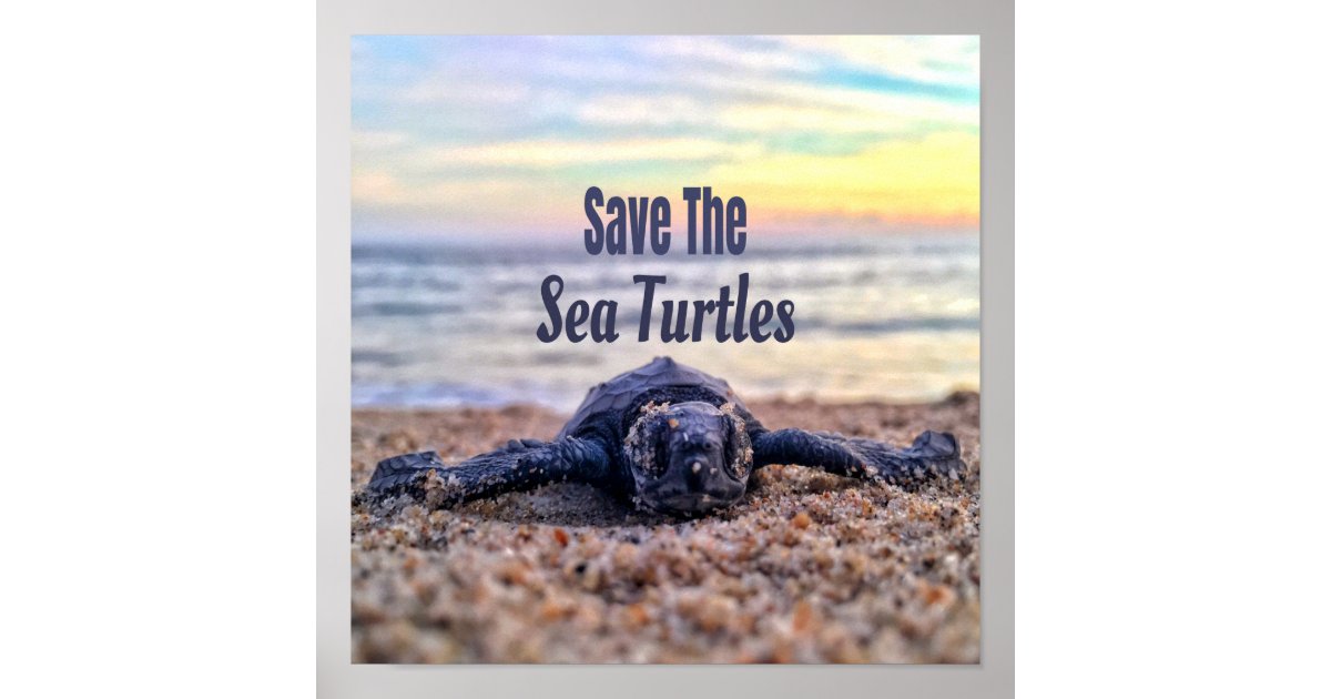 Save The Sea Turtles Poster | Zazzle