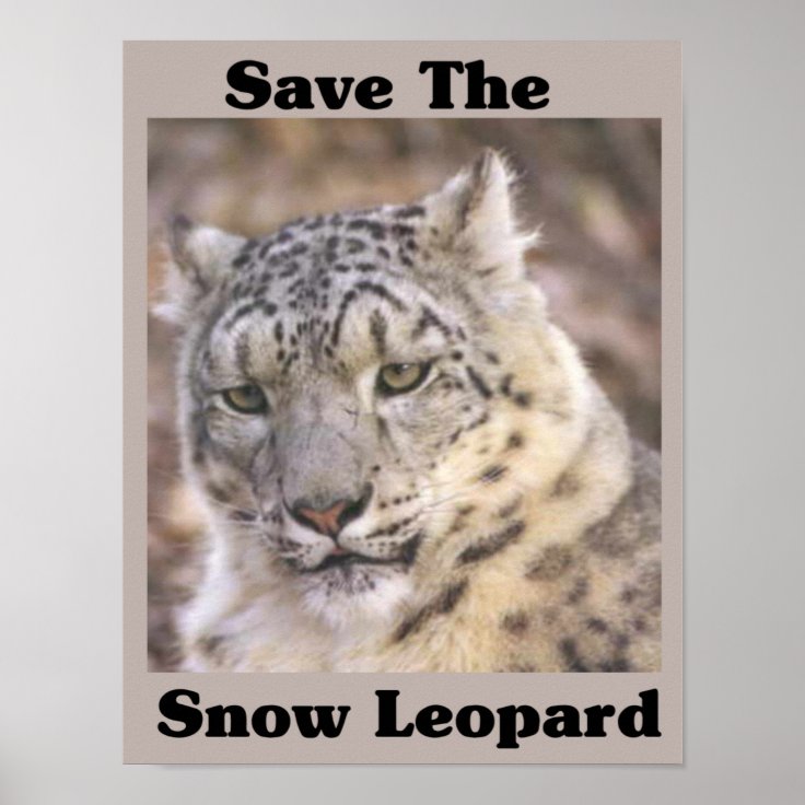 Save the Snow Leopard Poster | Zazzle