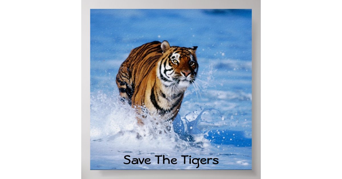 Save The Tigers Poster | Zazzle