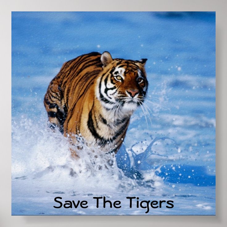 Save The Tigers Poster | Zazzle