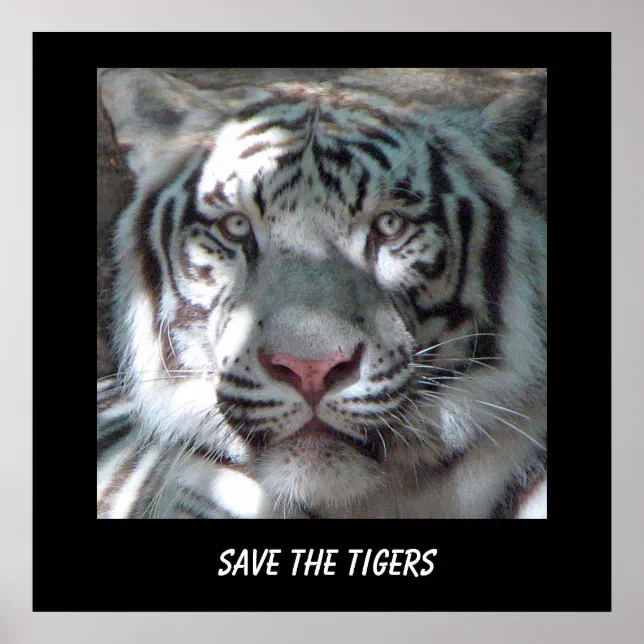 Save Tiger Poster | Zazzle
