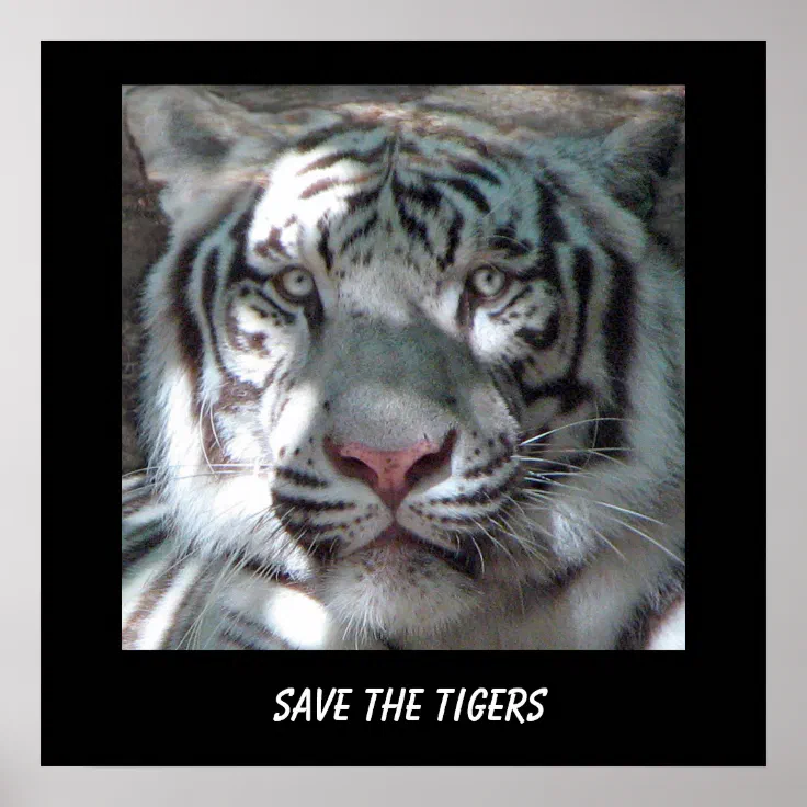 Save Tiger Poster | Zazzle