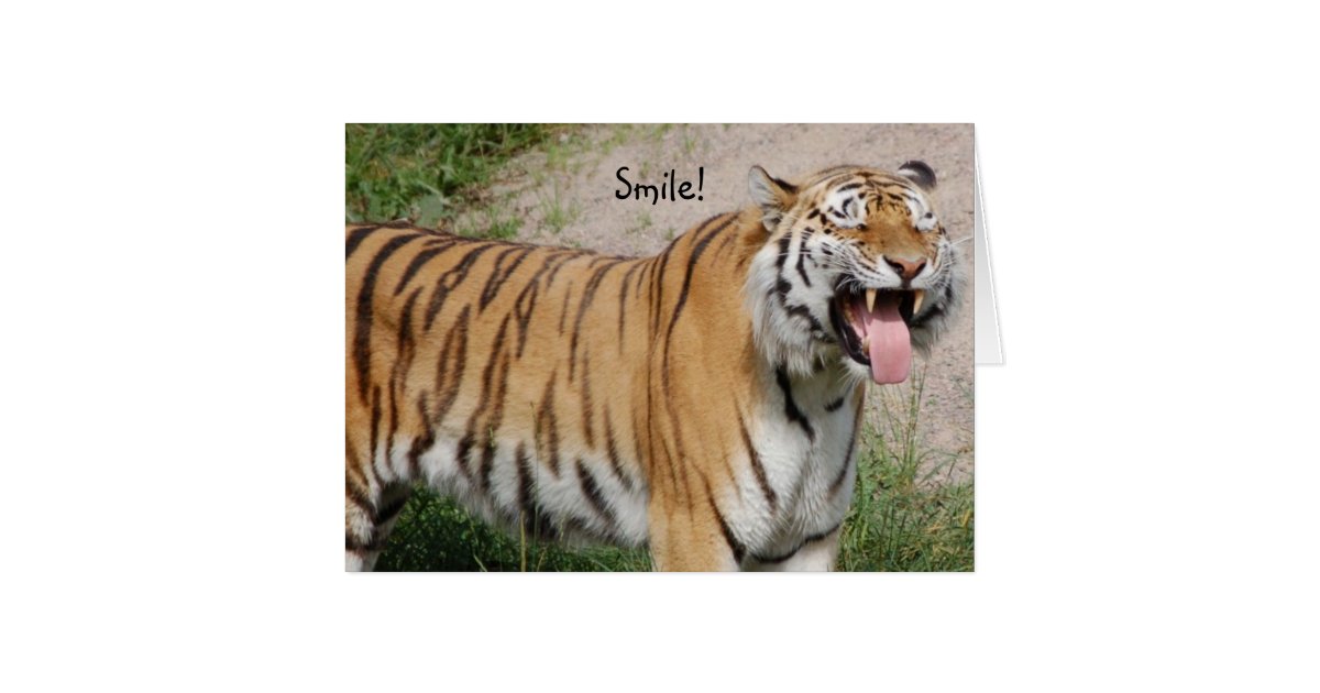 Say Cheese Tiger Card | Zazzle