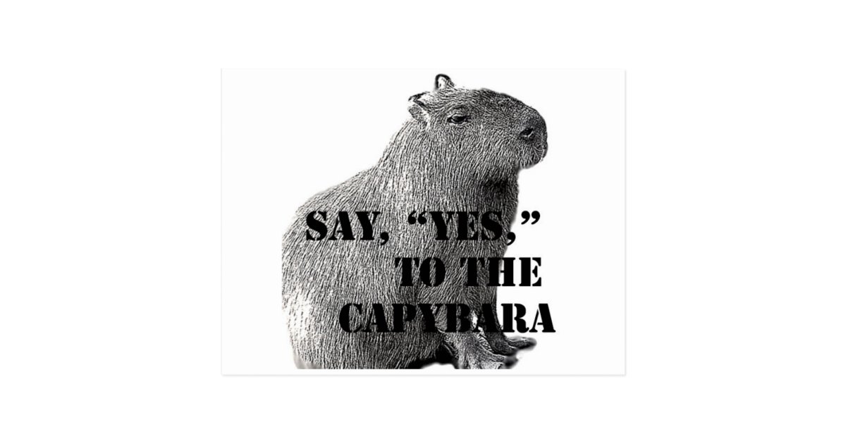 Say, "Yes," To The Capybara Postcard | Zazzle.com