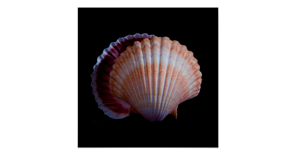 Scallop Shell Poster | Zazzle
