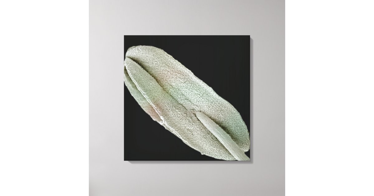 Scanning electron microscope image of an anther (P Canvas Print | Zazzle