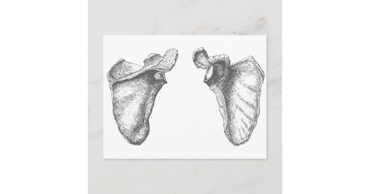 Scapula Grey Postcard | Zazzle