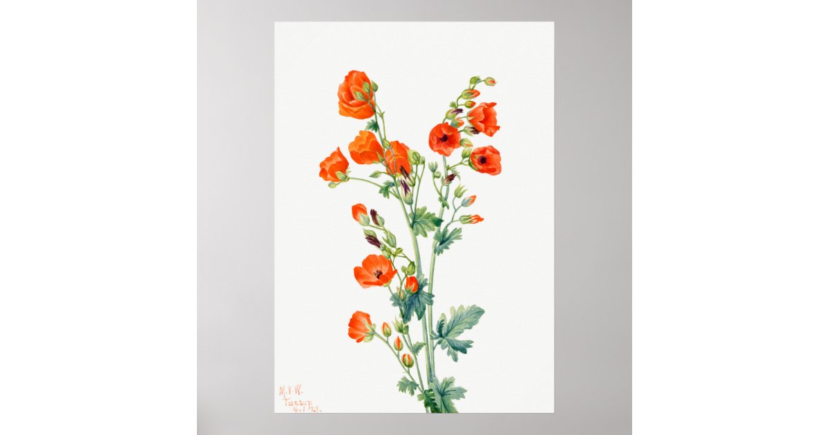 Scarlet Desert Globemallow of Apricot Mallow Poster | Zazzle