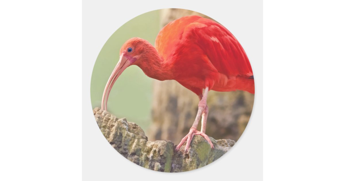 Scarlet Ibis Bird Sticker | Zazzle