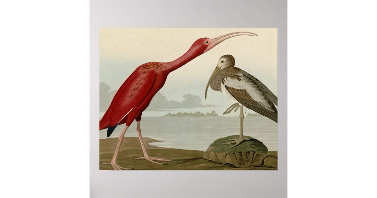 Scarlet Ibis Poster | Zazzle