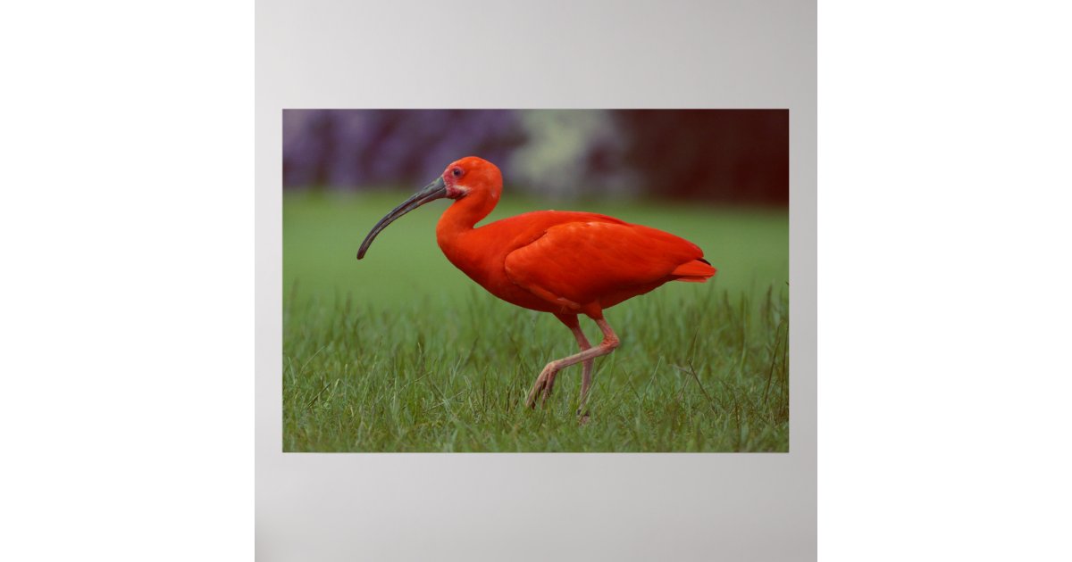 Scarlet ibis poster | Zazzle