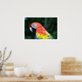 scarlet macaw border poster | Zazzle