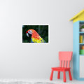 scarlet macaw border poster | Zazzle
