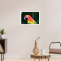 scarlet macaw border poster | Zazzle