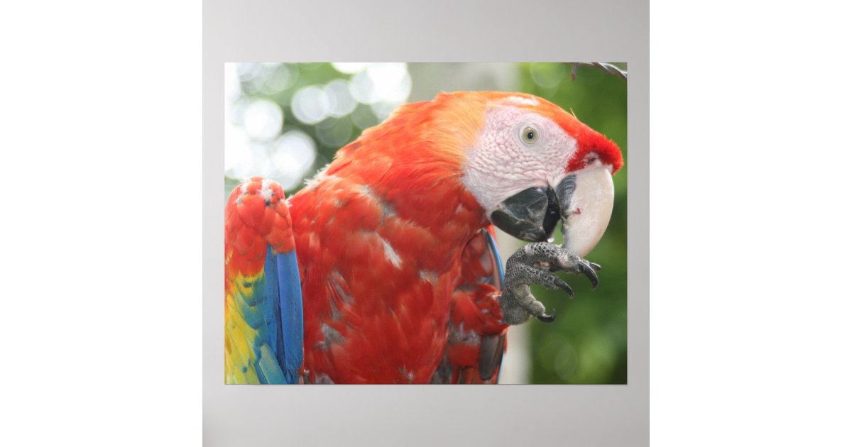 scarlet macaw foot poster | Zazzle