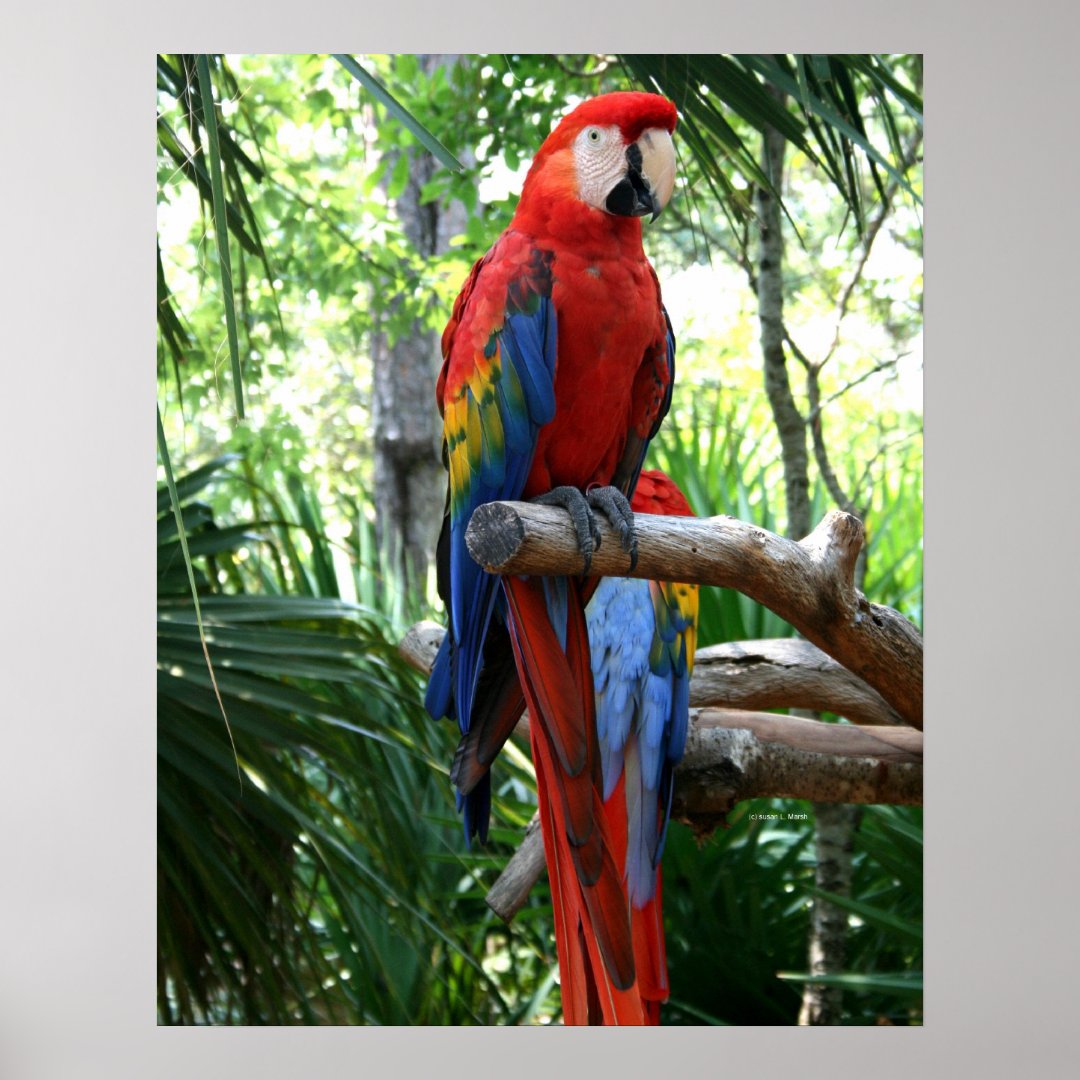 Scarlet macaw, red macaw photograp design poster | Zazzle