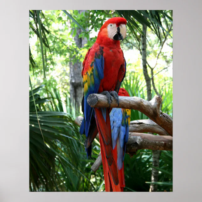 Scarlet macaw, red macaw photograp design poster | Zazzle