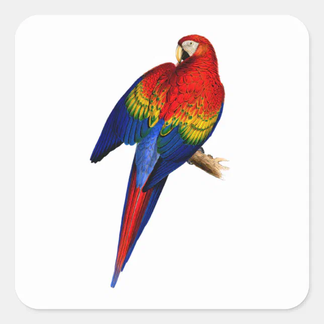 Scarlet Macaw Tropical Colorful Rainbow Bird Square Sticker | Zazzle